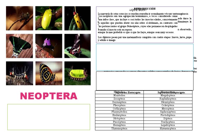 Poster Neoptera | PDF | Mosca | Insectos