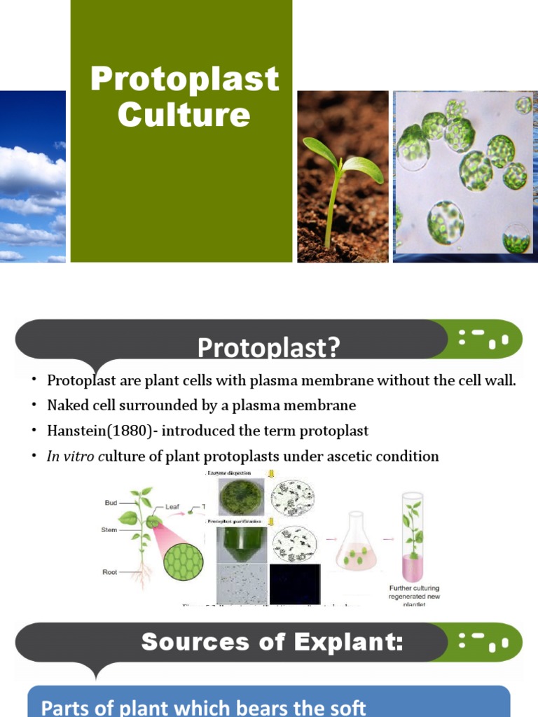 Protoplast Culture | PDF | Polyethylene Glycol | Hybrid (Biology)