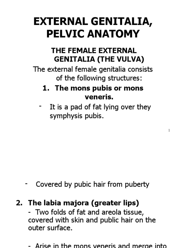 External Genitalia, Pelvic Anatomy | PDF | Uterus | Labia