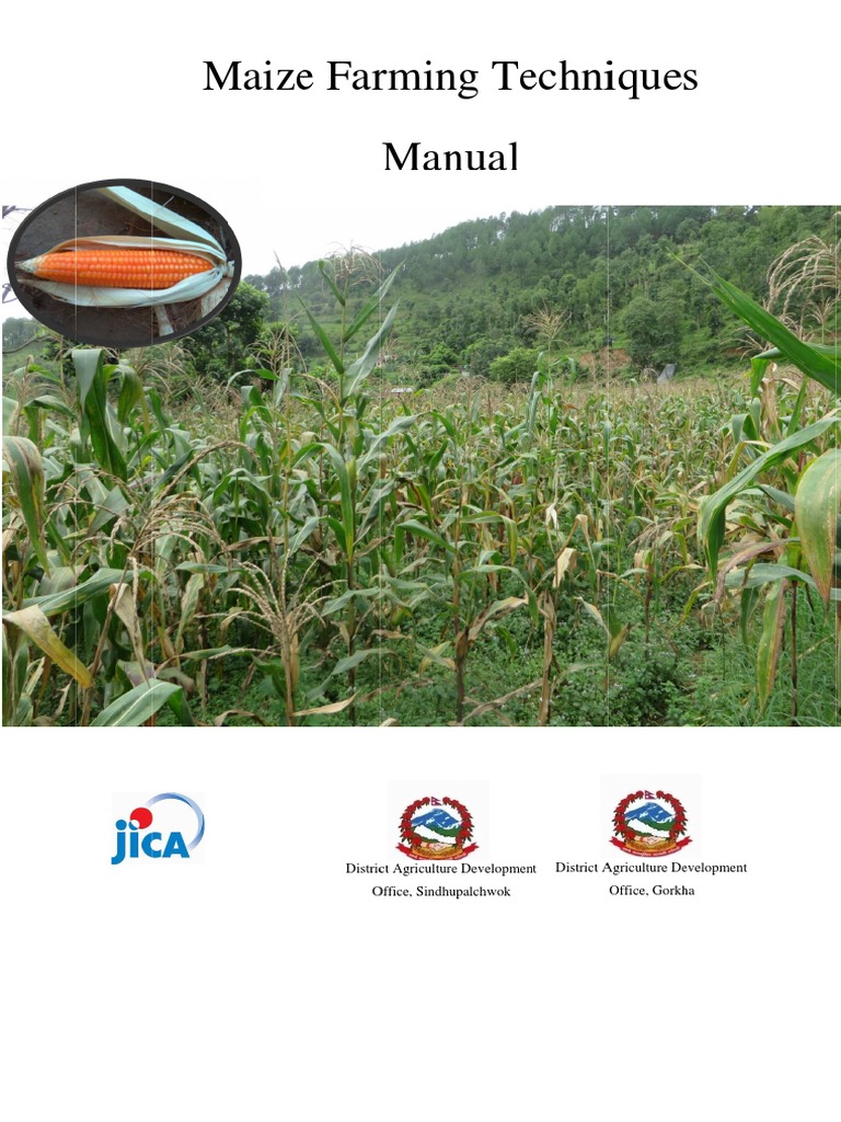Maize Farming Techniques Manual | PDF | Manure | Maize