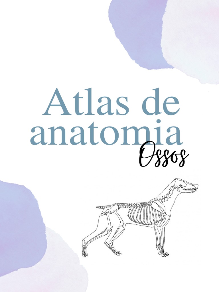 1 - Atlas de Anatomia - Ossos @vetnursecomamor (2305843009214767747 ...