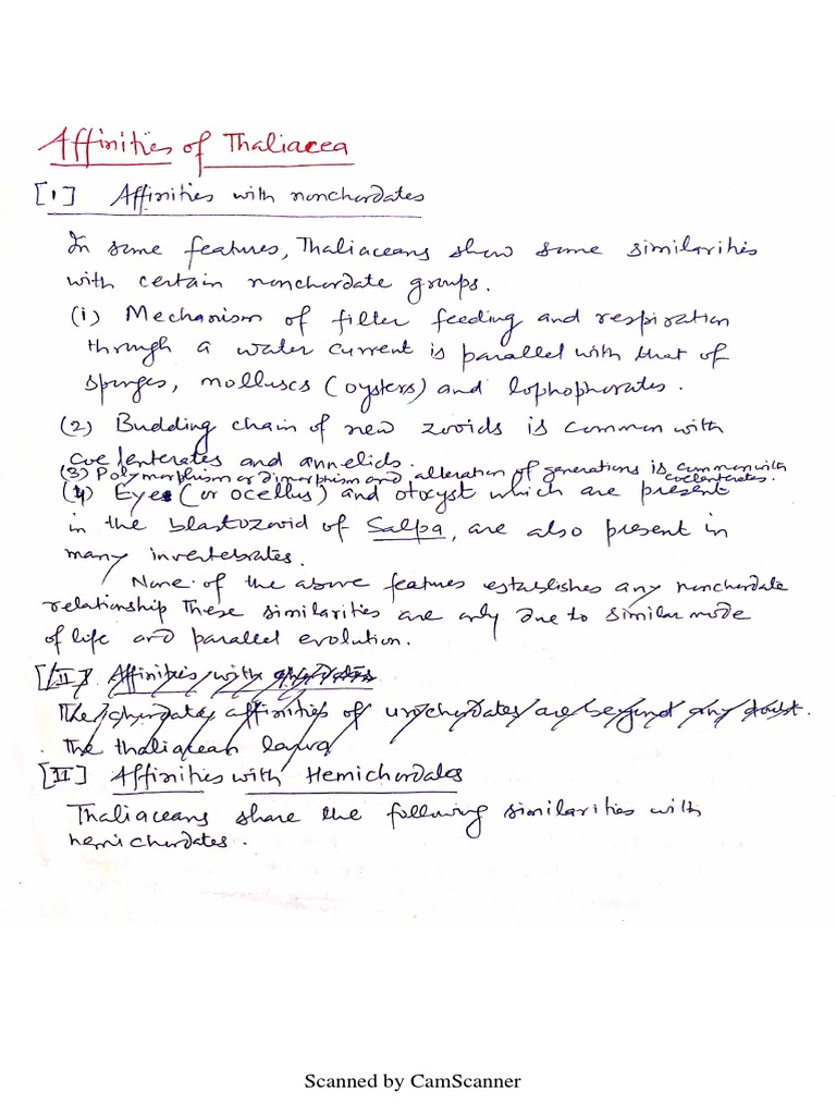 Affinities of Thaliacea | PDF