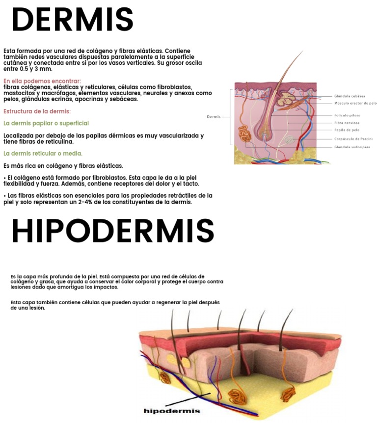 Hipodermis