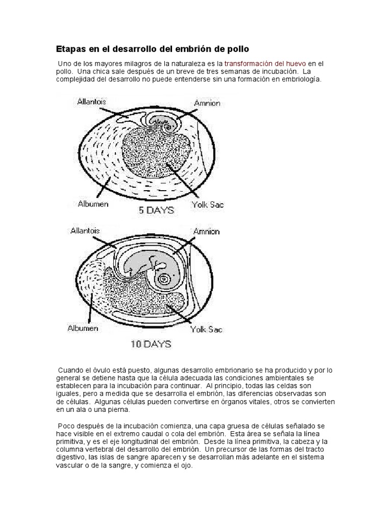 Desarrollo embrionario del pollo | PDF | Corazón | Sistema circulatorio