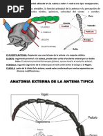 Tipos de Antenas de Insectos | PDF | Estudios de idiomas extranjeros ...