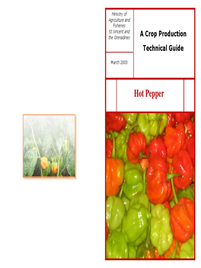 Hot Pepper: A Crop Production Technical Guide | PDF | Fertilizer | Seedling