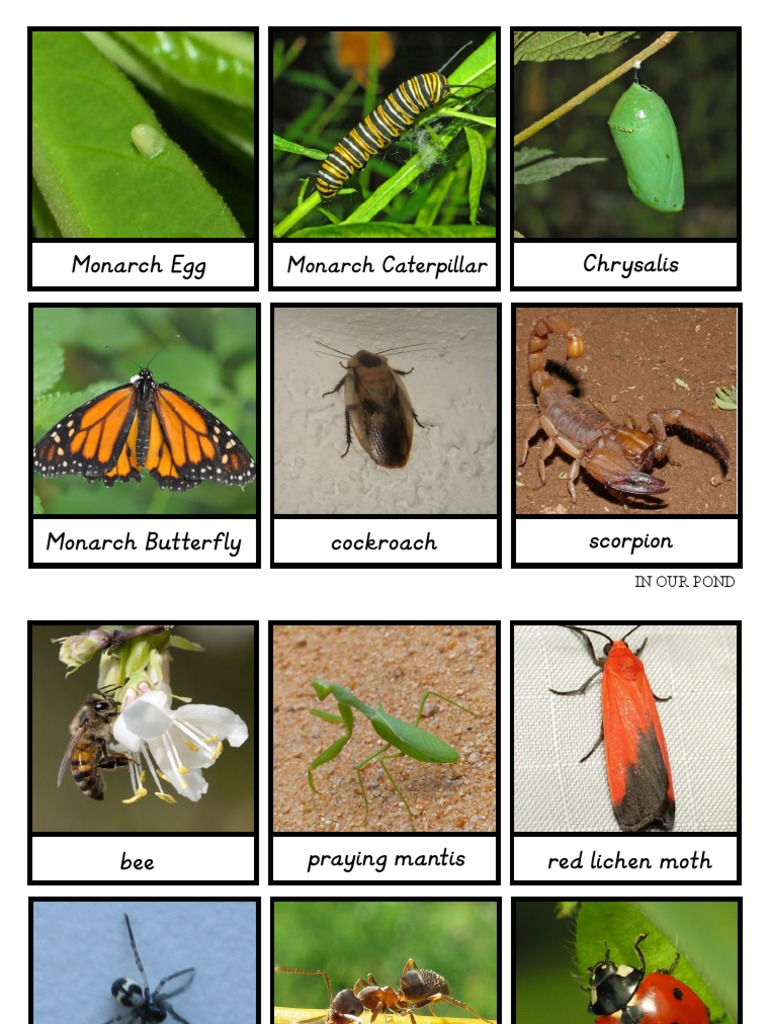 3 Part Cards Insects | PDF | Butterfly | Pupa
