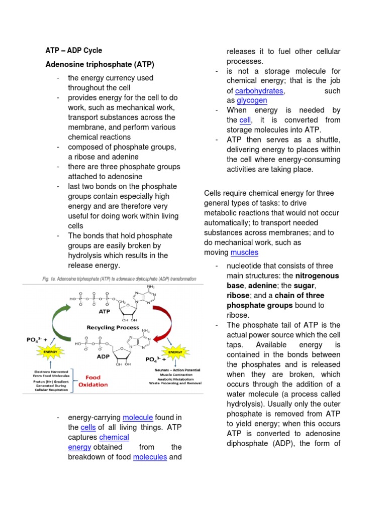 ATP Reviewer | PDF | Adenosine Triphosphate | Adenosine Diphosphate