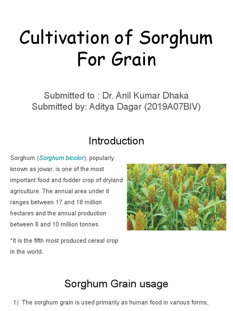 Sorghum Cultivation Practices Guide | PDF | Sowing | Soil