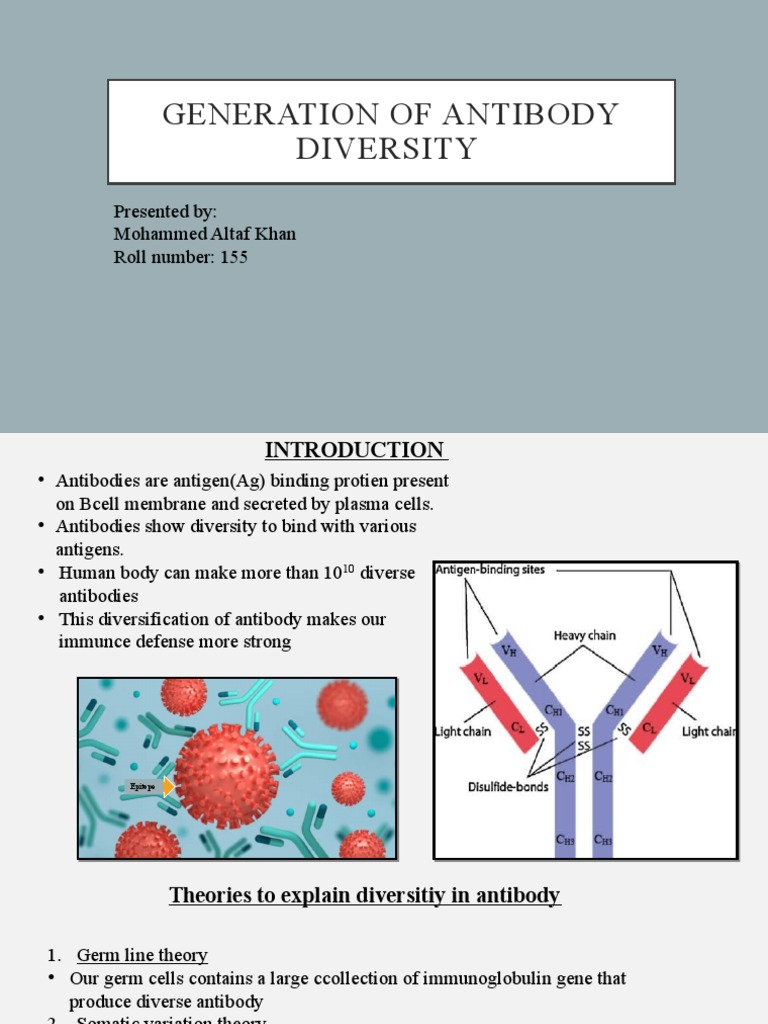 Generation of Antibody Diversity | PDF | Antibody | Genetics