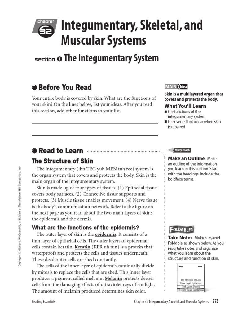 Ch. 32 Notes | PDF | Bone | Skeletal Muscle
