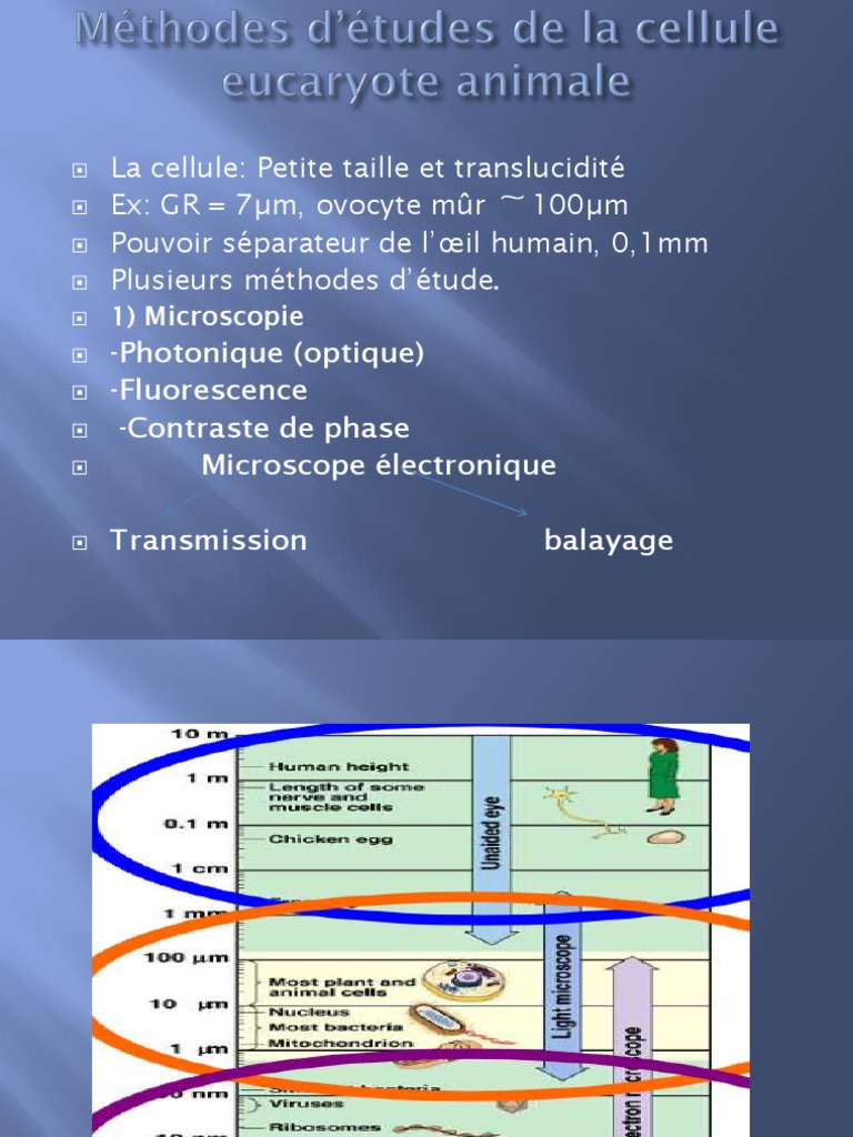 Méhode D'étude de La Cellule - 4 | PDF | Cellule (Biologie) | Chimie