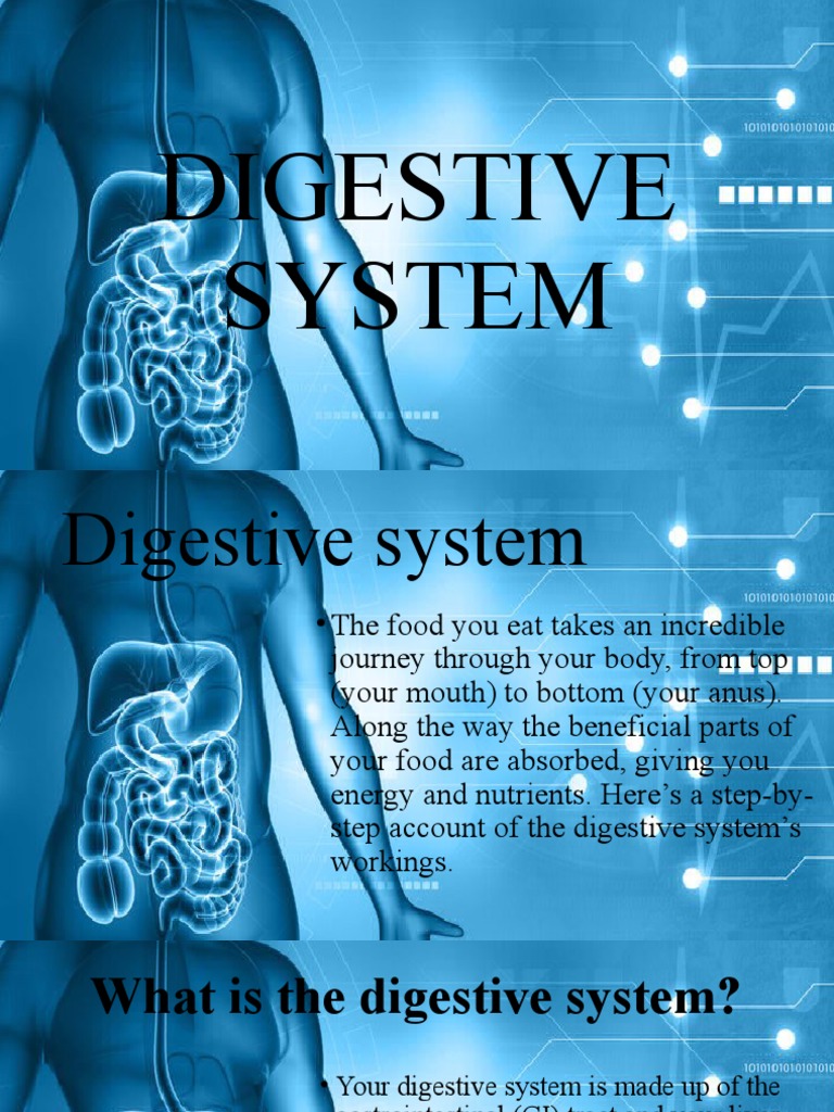 Digestive System | PDF | Gastrointestinal Tract | Human Digestive System