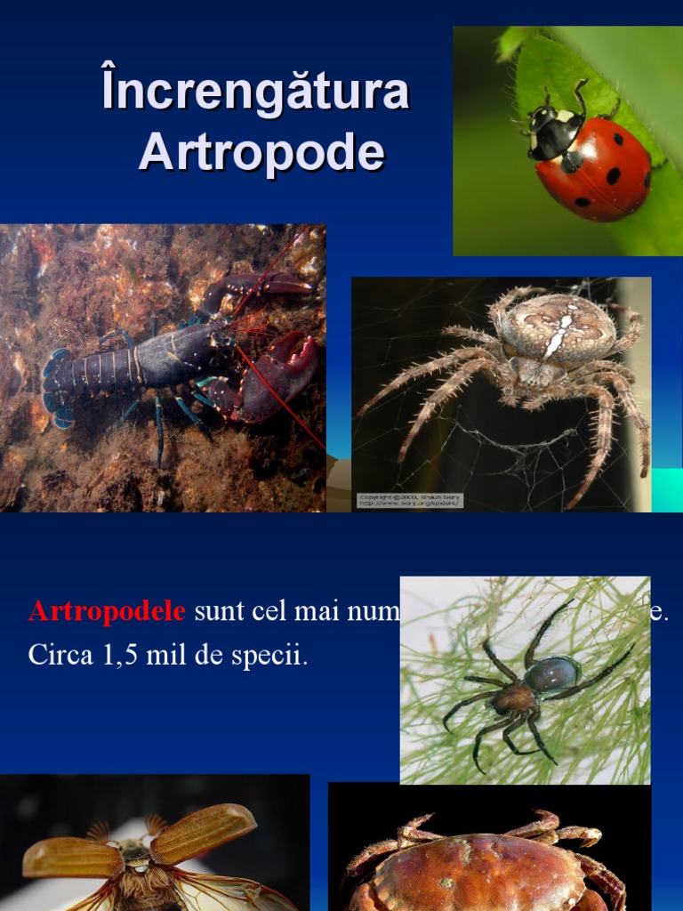 Increngatura Artropode | PDF