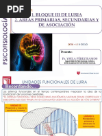 Unidades Funcionales de Luria | PDF | Cerebro | Lóbulo temporal