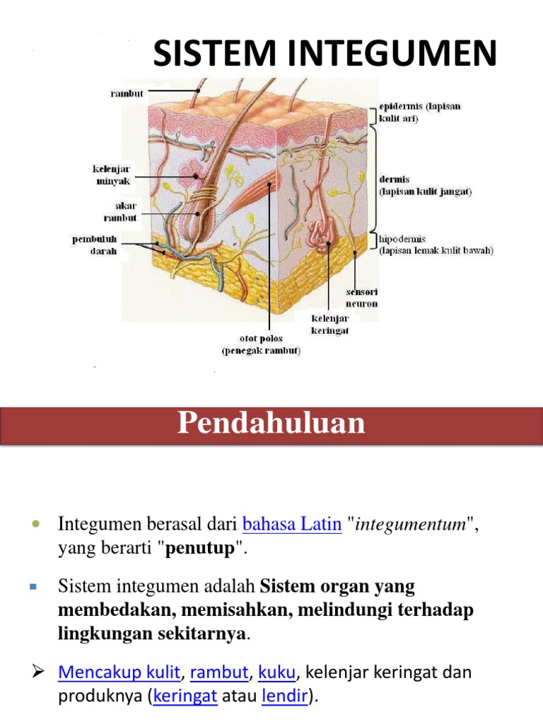 Sistem Integumen Manusia | PDF