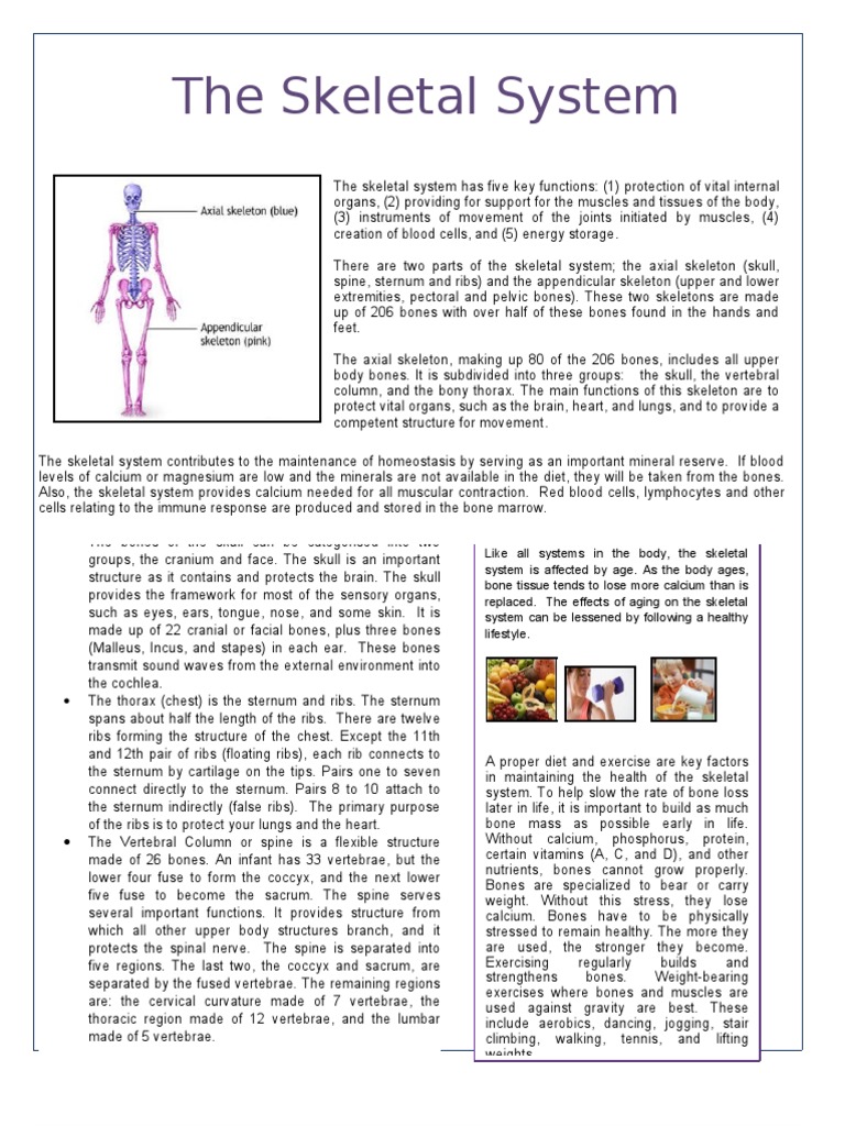 Assignment 1 Skeletal System | PDF | Skeleton | Pelvis