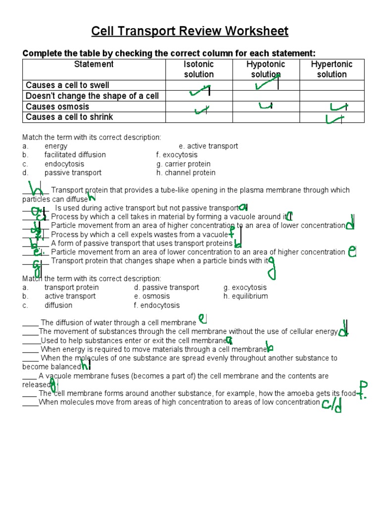Cell Trasport Worksheet ANSWER KEY | PDF | Osmosis | Cell Membrane