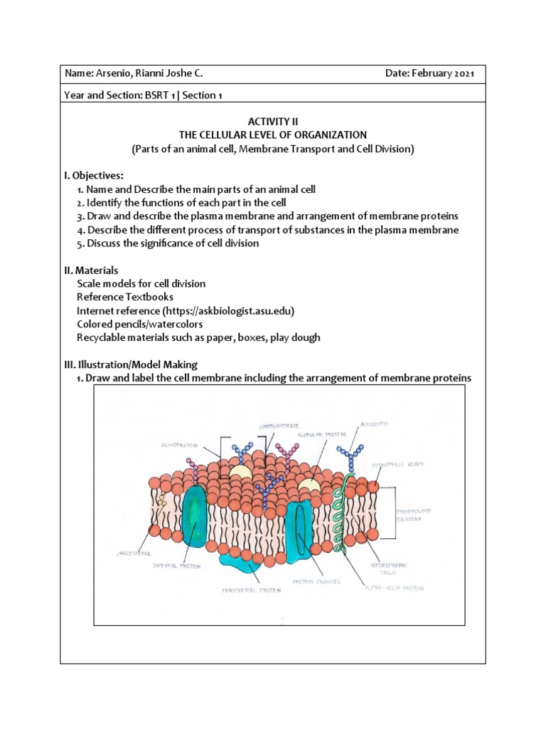 Activity Ii The Cellular Level of Organization | PDF | Cell (Biology ...