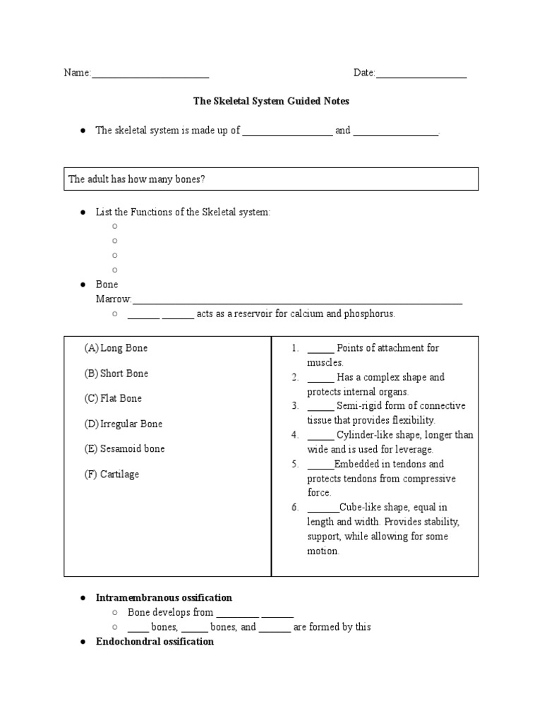 Skeletal Guided Notes | PDF | Bone | Skeleton