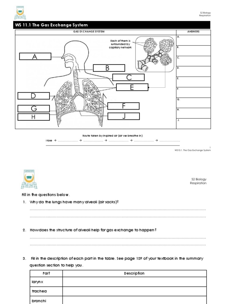WS 11.1 The Gas Exchange System | PDF | Breathing | Exhalation