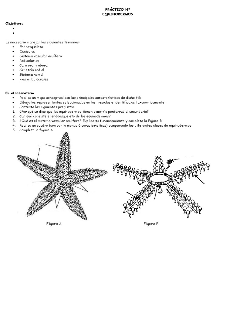 PRÁCTICO Equinodermos | PDF