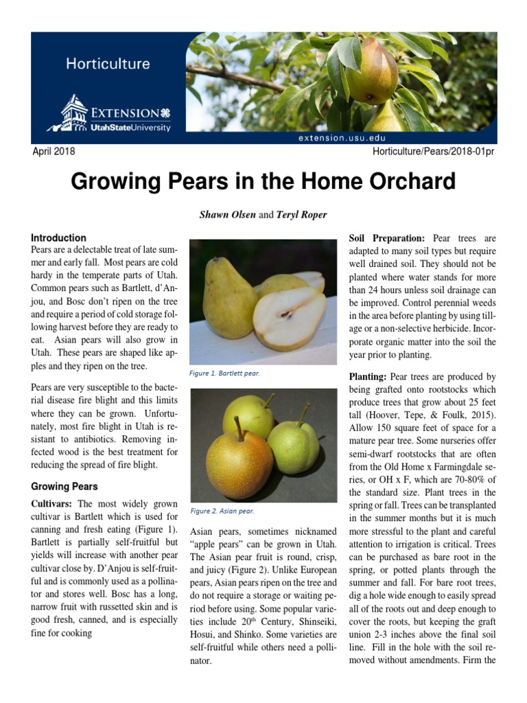 Growing Pears in The Home Orchard: Shawn Olsen and Teryl Roper | PDF ...