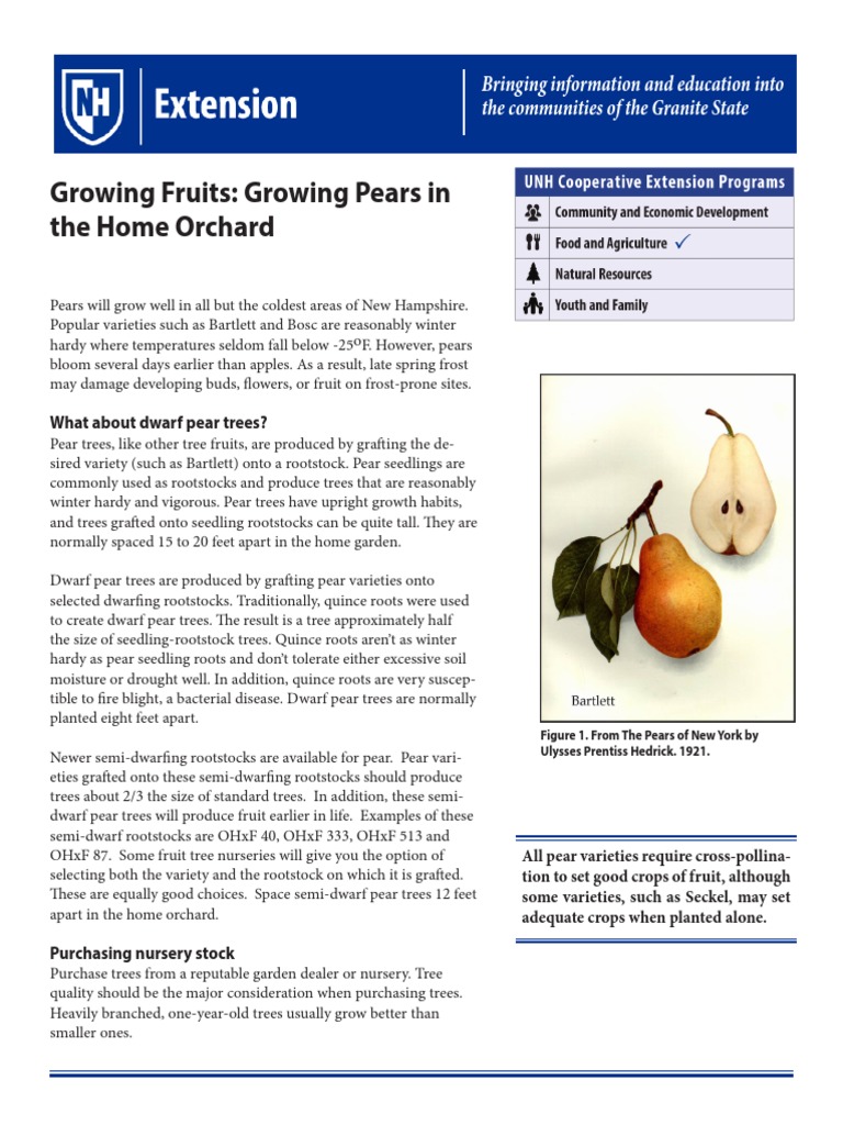 Growing Fruits: Growing Pears in The Home Orchard | PDF | Trees | Pear