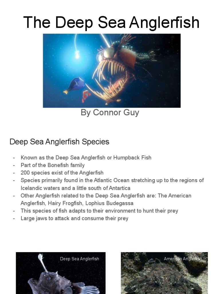 The Deep Sea Angler Fish Presentation | PDF | Predation | Deep Sea