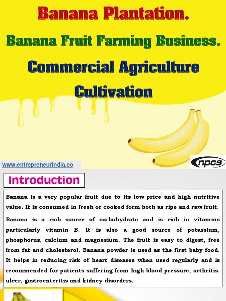 Profitable Banana Farming in India | PDF | Banana | Revenue