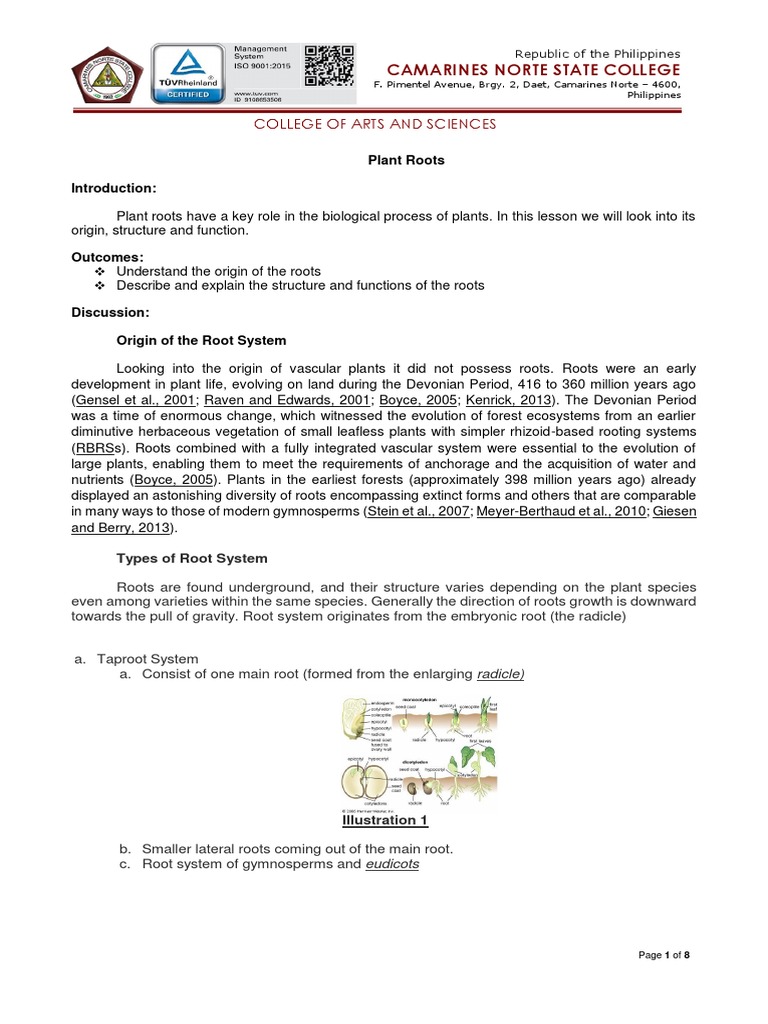 Plant Roots | PDF | Root | Plant Stem