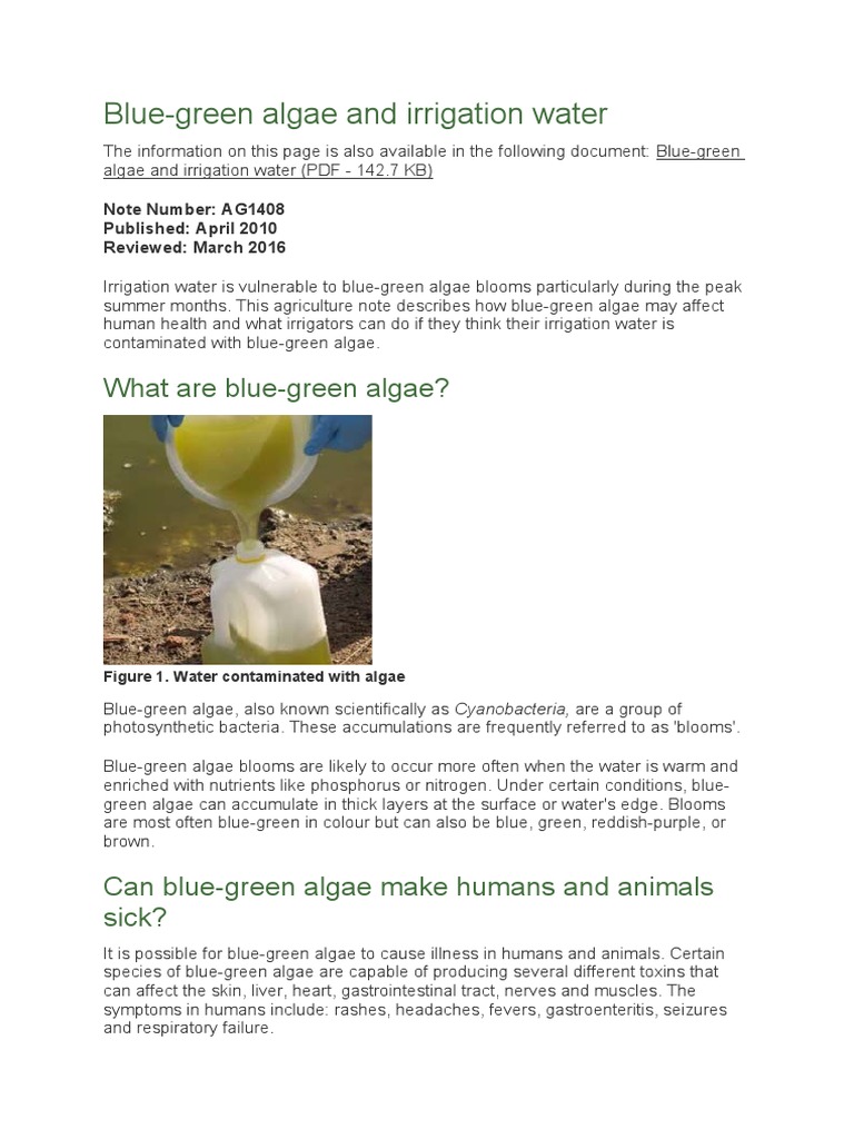 Blue Green Algae & Irrigation | PDF | Cyanobacteria | Vegetables
