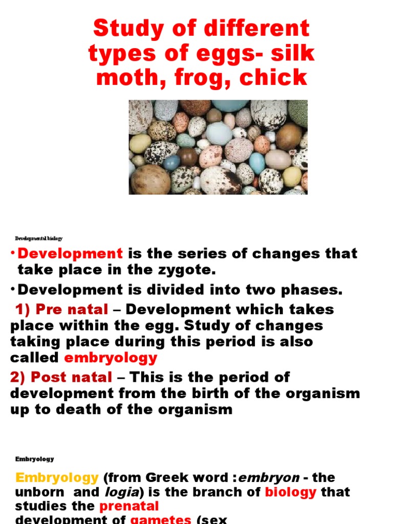 Types of Eggs in Developmental Biology | PDF | Yolk | Egg