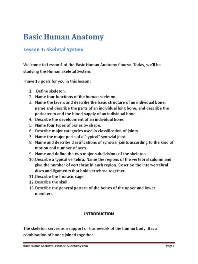 Anatomy 4 Lecture Notes | PDF | Vertebral Column | Vertebra