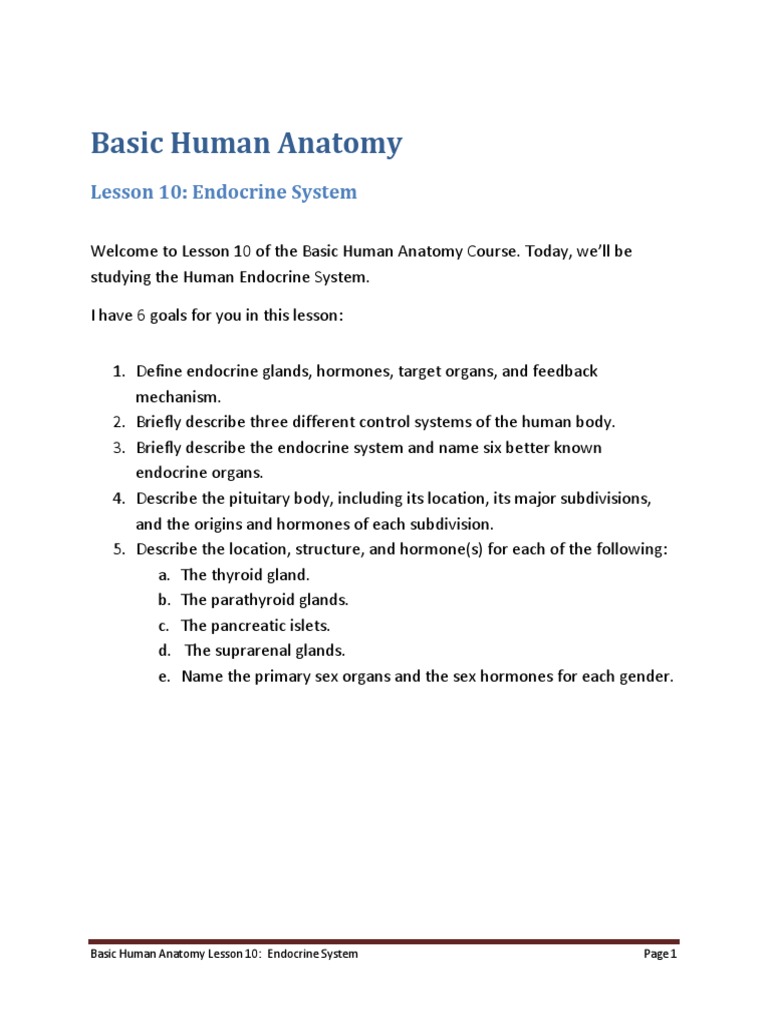 Basic Human Anatomy: Lesson 10: Endocrine System | PDF | Endocrine ...