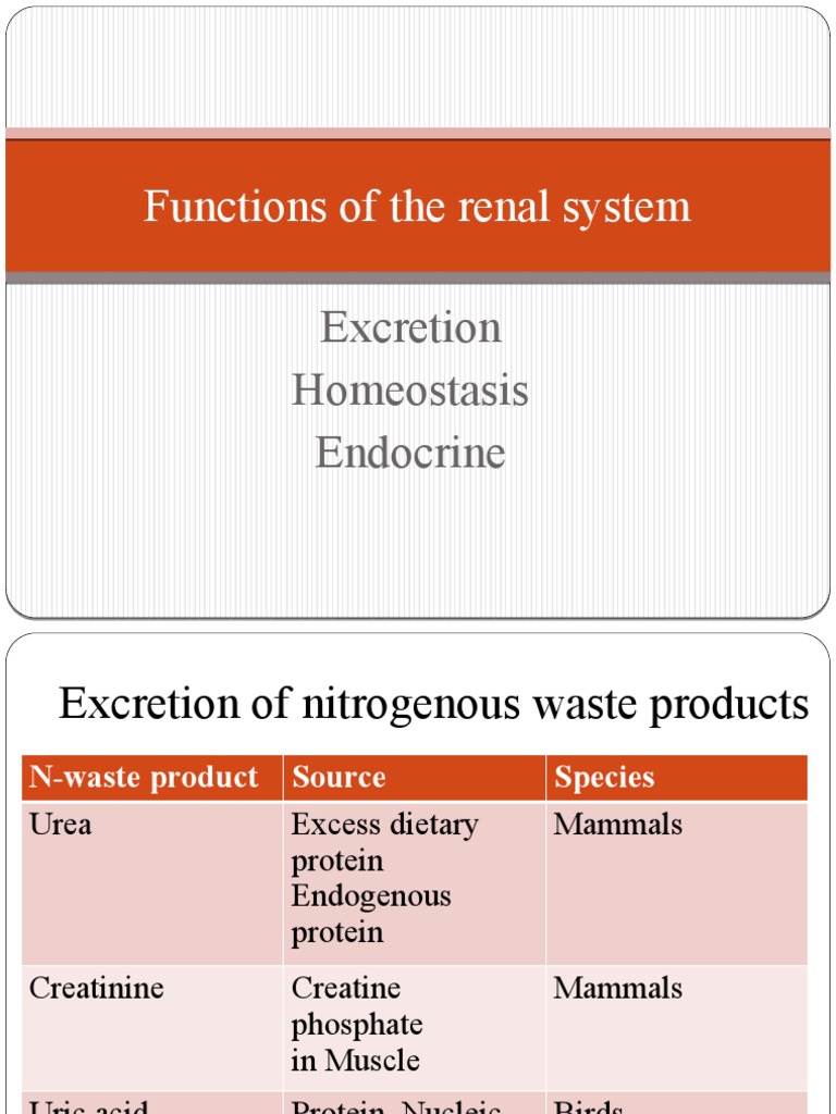Functions of The Renal System | PDF | Angiotensin | Creatinine