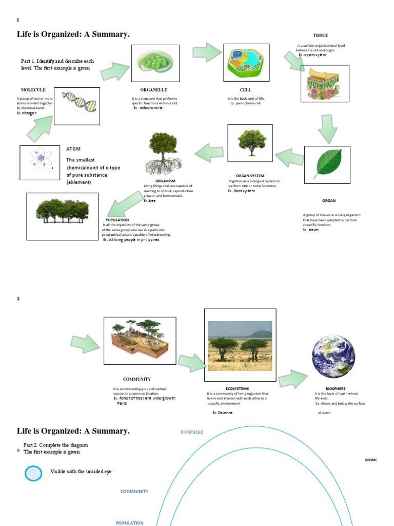 Hierarchical Organization of Life: From Atoms to the Biosphere | PDF ...