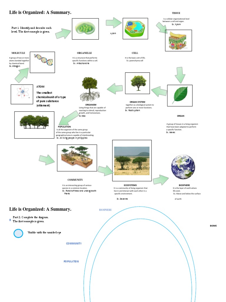 Life Is Organized: A Summary.: Part 1. Identify and Describe Each Level ...