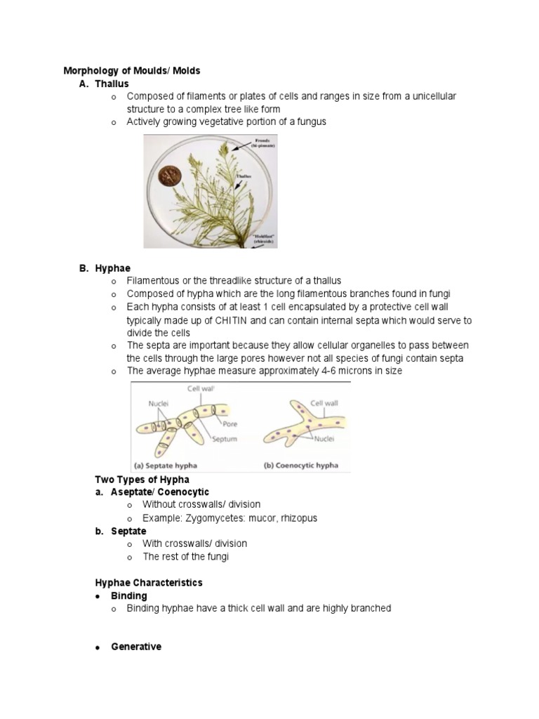 Morphology of Moulds/ Molds A. Thallus | PDF | Fungus | Anatomy