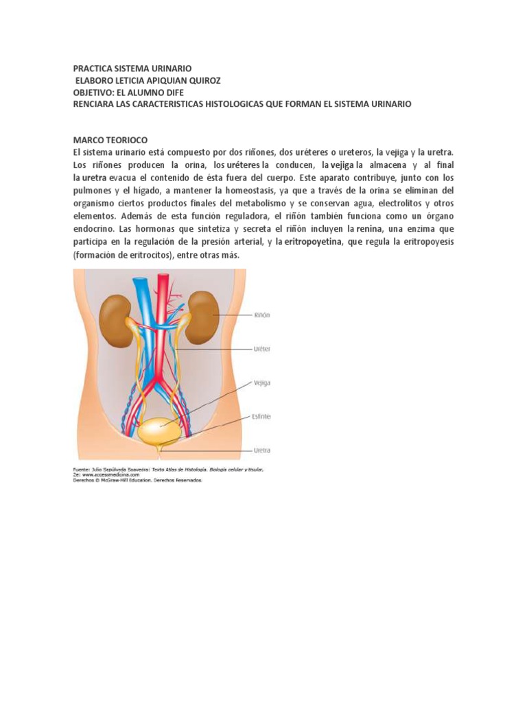 Practica Sistema Urinario | PDF | Riñón | Sistema urinario