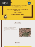 Cistocentesis | PDF | Vejiga urinaria | Ciencias de la Salud