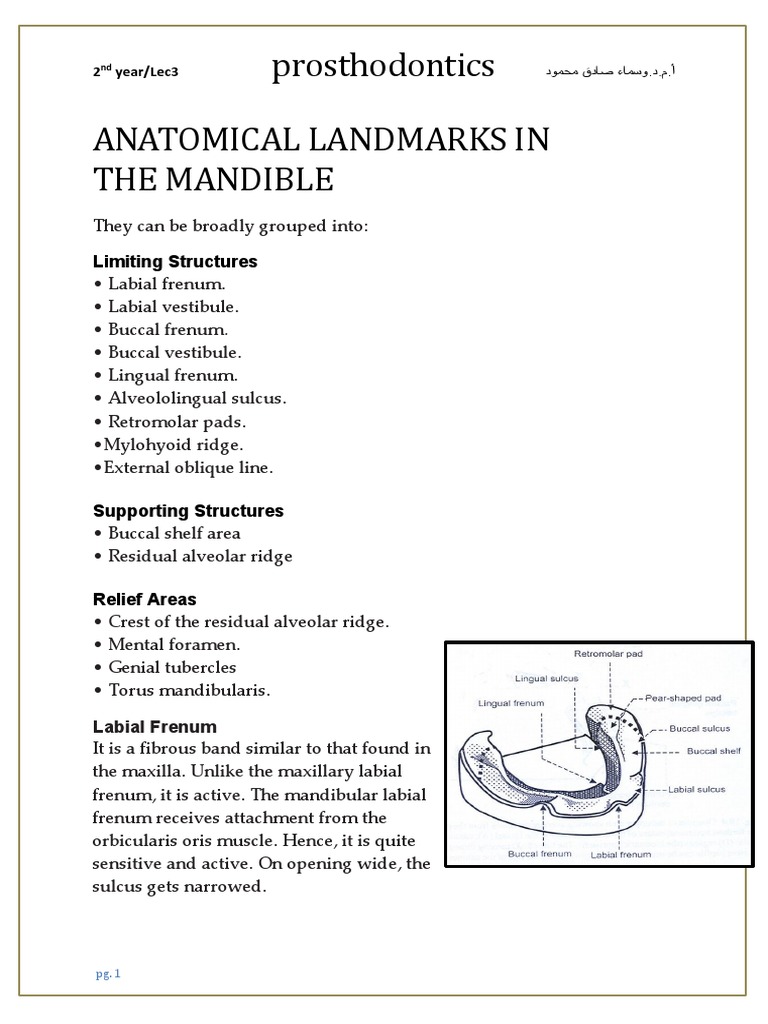Limiting Structures: 2 Year/lec3 | PDF | Tongue | Human Anatomy