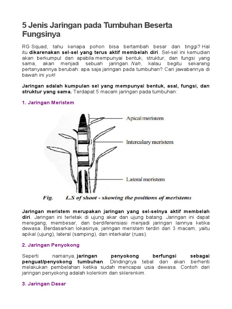 5 Jenis Jaringan Pada Tumbuhan Beserta Fungsinya | PDF