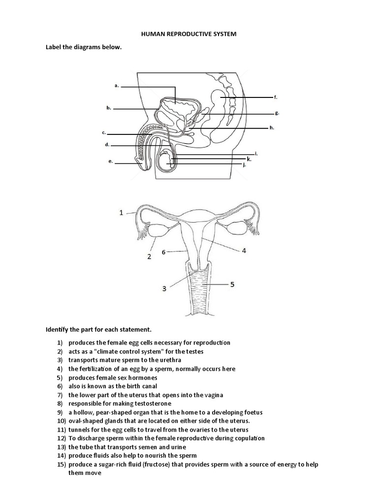 1 Human Reproductive System | PDF
