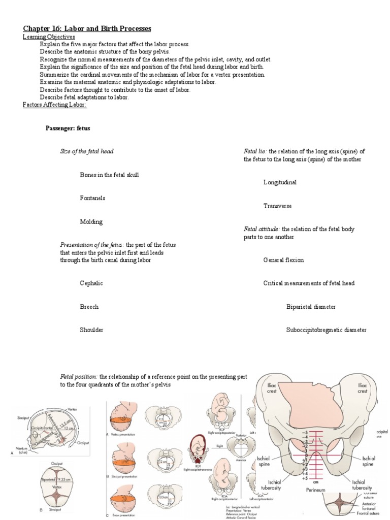 Chapter 16: Labor and Birth Processes: Passenger: Fetus | PDF ...