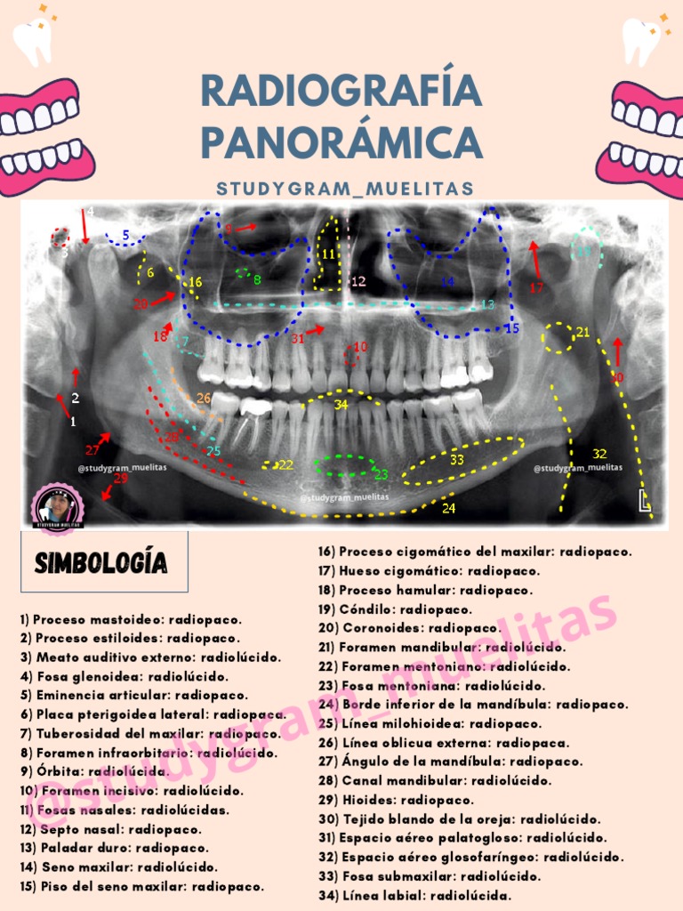 Mi Manual de Interpretación | Descargar gratis PDF | Sistema musculoesquelético | Rasgos faciales