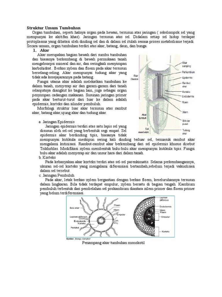 Struktur Umum Tumbuhan Dapus | PDF