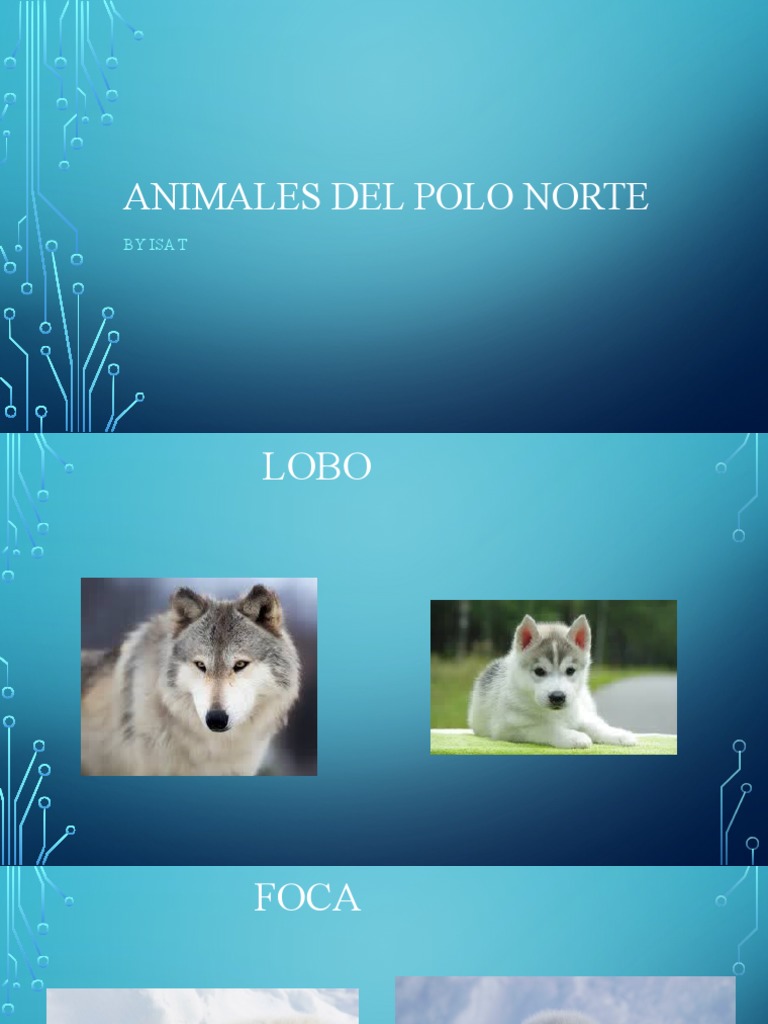 Animals del Polo Norte: Lobos, Focas y más | PDF