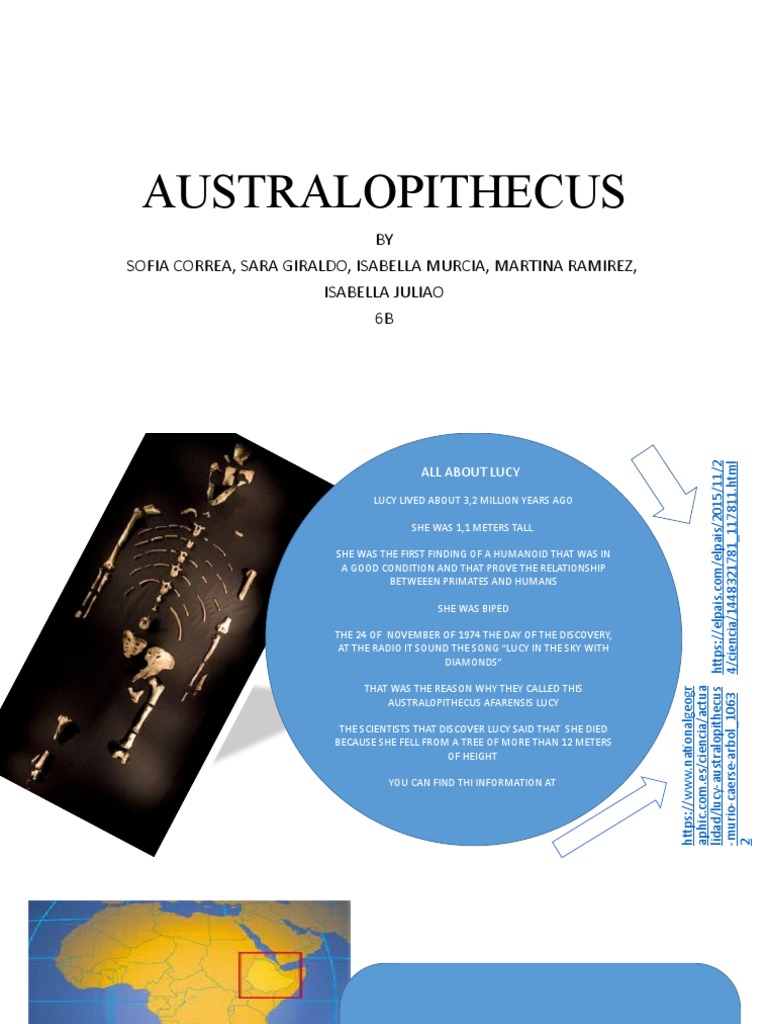 All About Lucy: An In-Depth Look at Australopithecus Afarensis | PDF