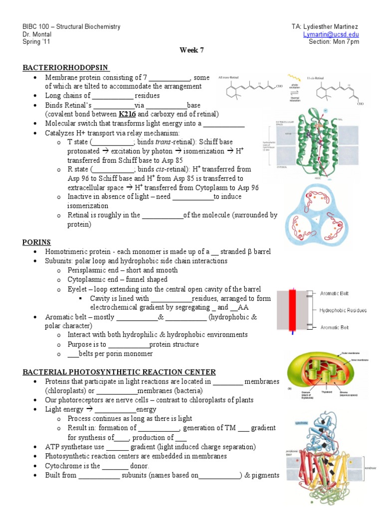 BIBC 100 Handout 7 | PDF | Photosynthesis | Life Sciences